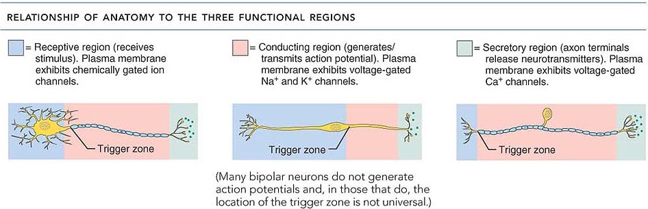 Internode: Neurons