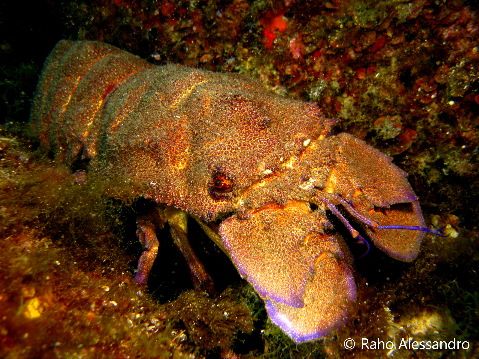 Necton e Plancton: Crostacei: Magnosa