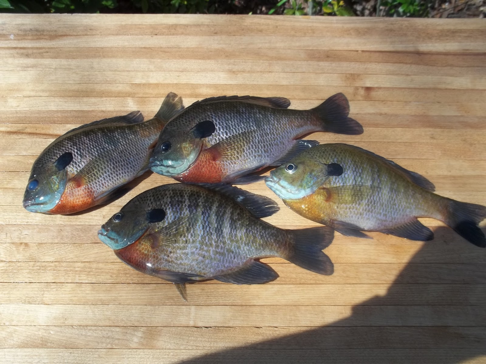 Fishing Through Life: Walking the Banks in Pursue of Super Size Bluegills
