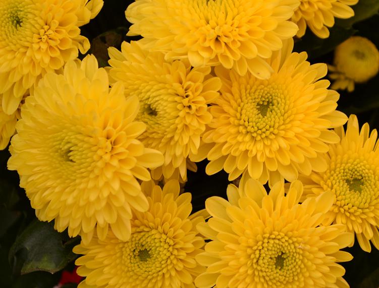 Buchetul miresei: Crizanteme