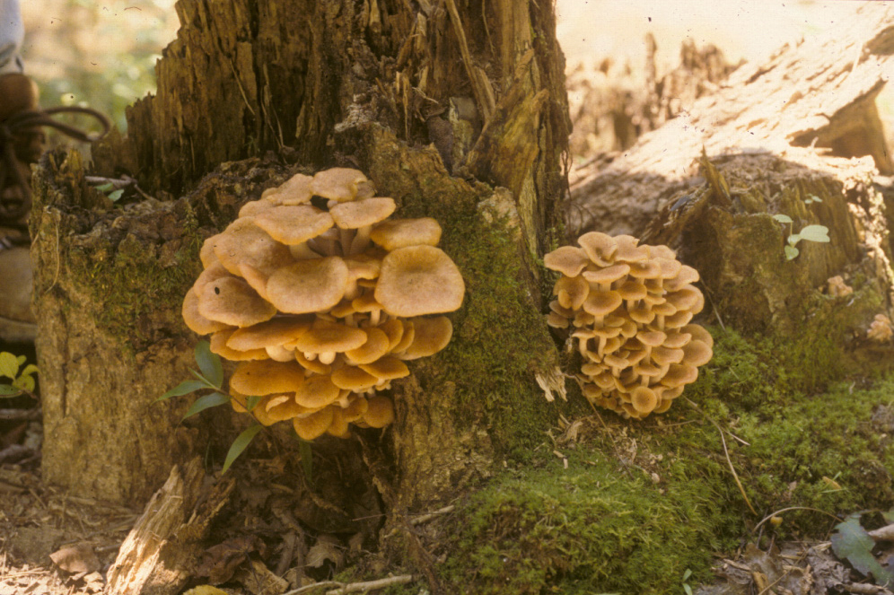 NCSU PDIC: Armillaria Root Rot in the Landscape: Attack of the ...