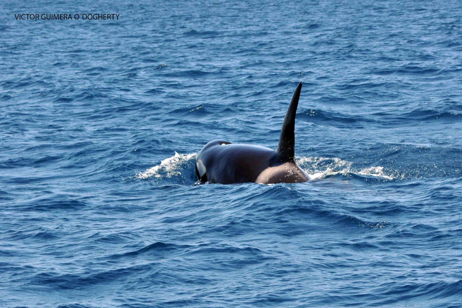 Mis imágenes de aves: ORCAS