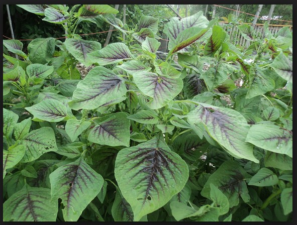 Sejarah Biologi: Pengertian Definisi Tanaman Bayam dan Morfologinya