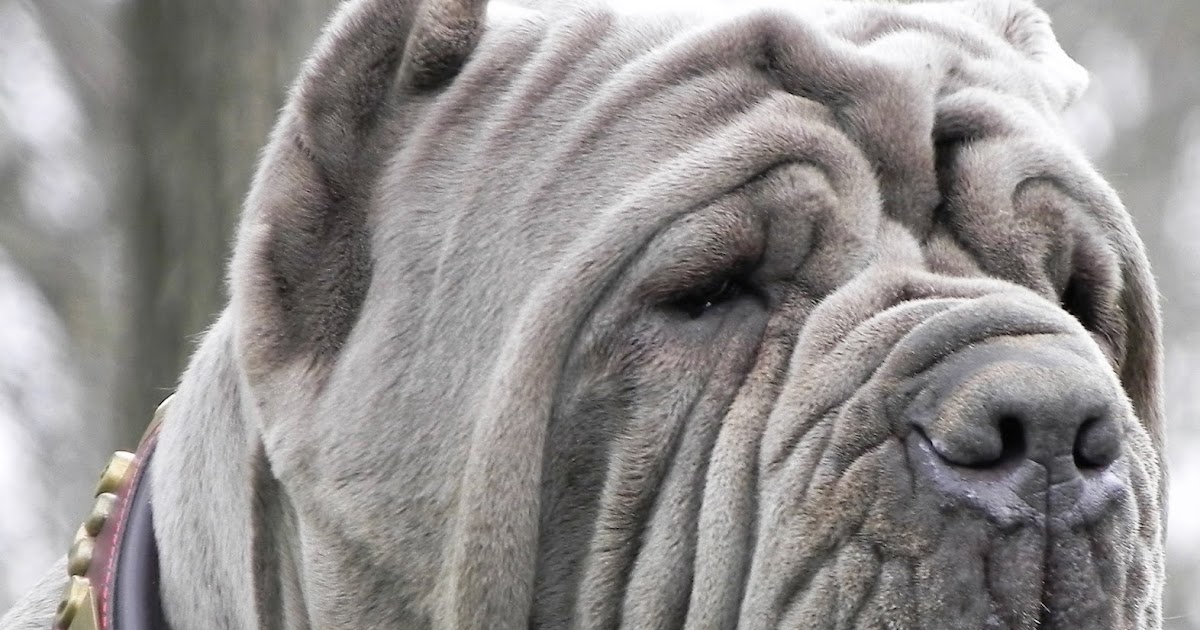 ACENDURA BRAVA: COMO FAZER UM MOLOSSO MELHOR