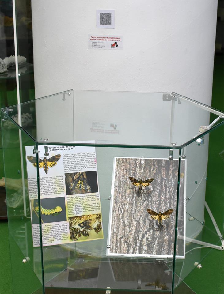 Ştiinţă pentru toţi: FLUTURELE CAP-DE-MORT (ACHERONTIA ATROPOS)