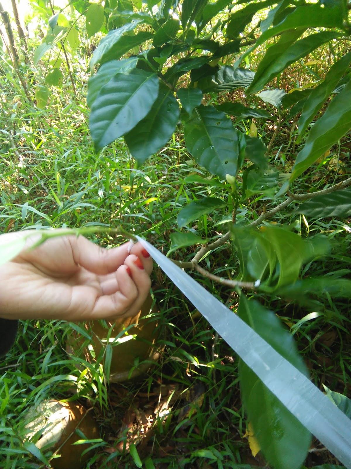 PEMBIAKAN VEGETATIF (BEBAWANG/BULBS) & CANTUMAN BAJI