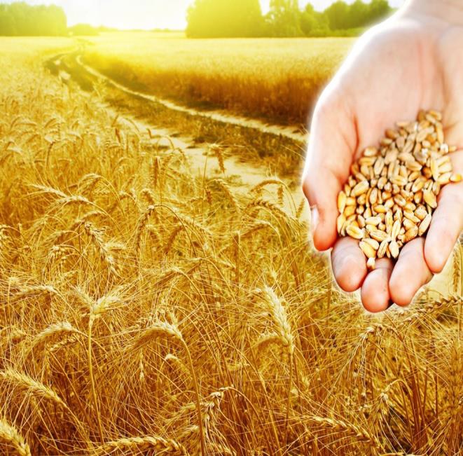 Sendas de Esperanza: Ley de la Siembra y cosecha