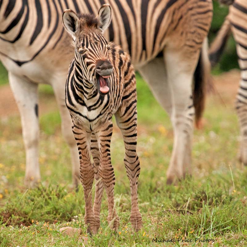 Five Star Lodge In The Addo Elephant National Park Zebra At RiverBend Five Star Lodge In The Addo Elephant National Park Zebra At RiverBend