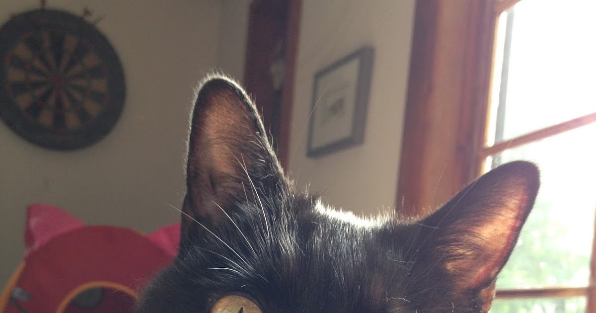 Eastside Cats: Cat Dust