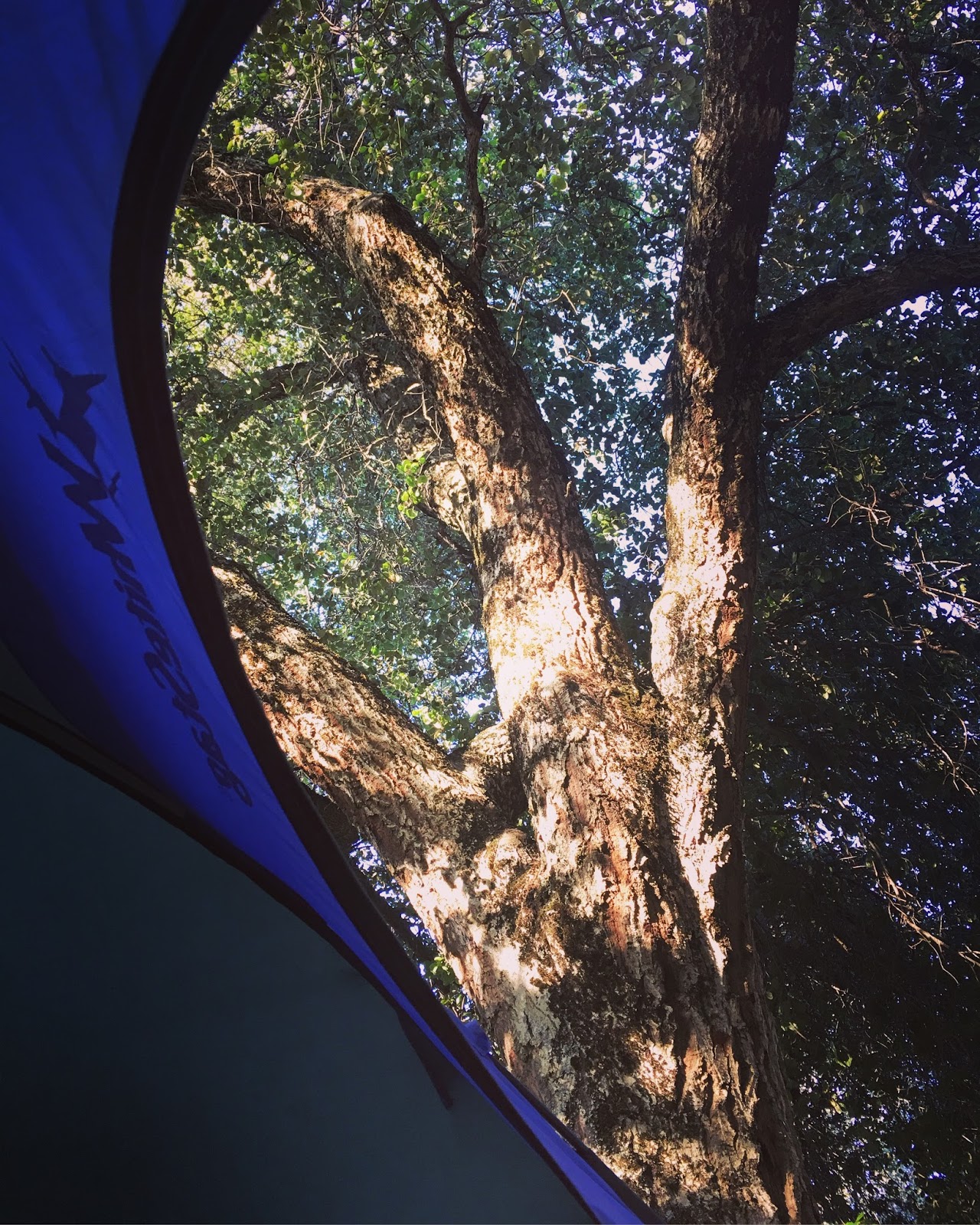 Sensory Overload: Camping in Julian (William Heise County Park)