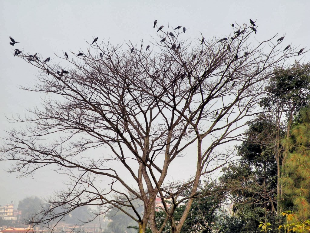 Namaste World: The murdered tree