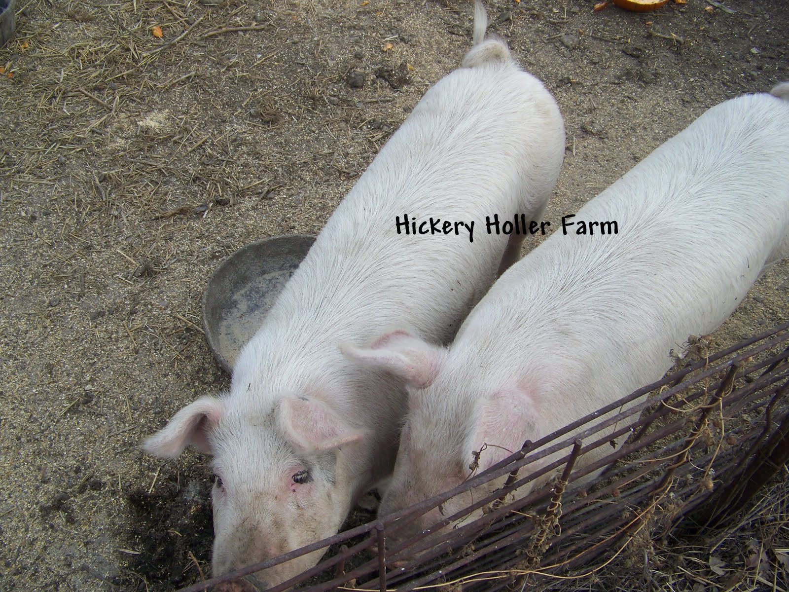 Hickery Holler Farm: A Hunting Story