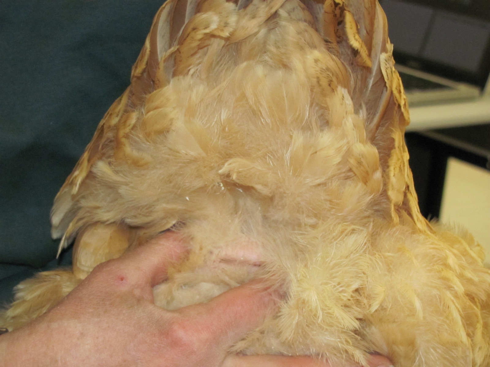 Homesteading on the Homefront: Chickens!