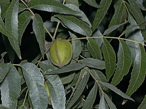 BIODIVERSIDAD COSTA GRANADINA Y...: Pacano, nogal americano (Carya ...