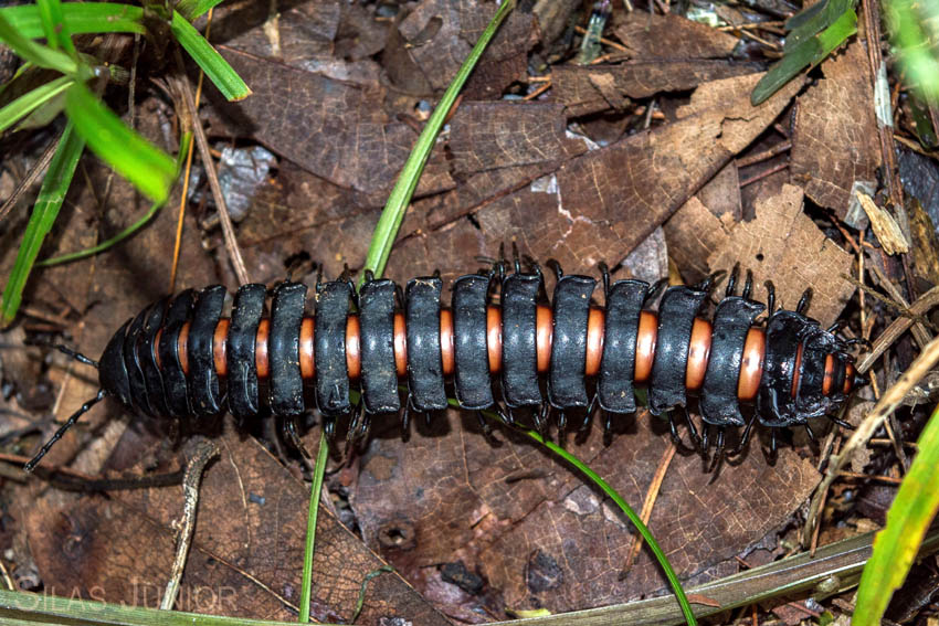 Insetologia - Identificação de insetos: Milípede Polydesmida em Rondônia