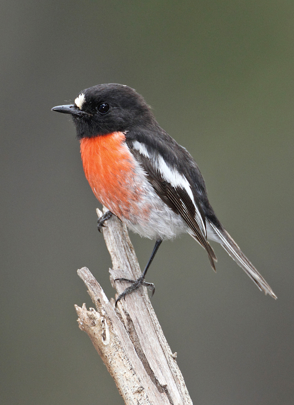 Top Flight Nature Photography: Kangaroo Island through the lens