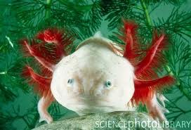 The Animal Blog: axolotl Ambystoma mexicanum...