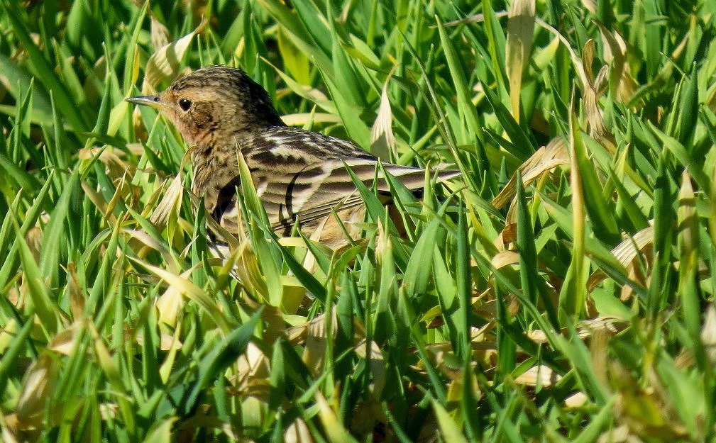 Birding for a Lark: Tabarjal