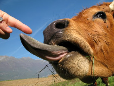 La Chachipedia: Las vacas, los toros y los bueyes