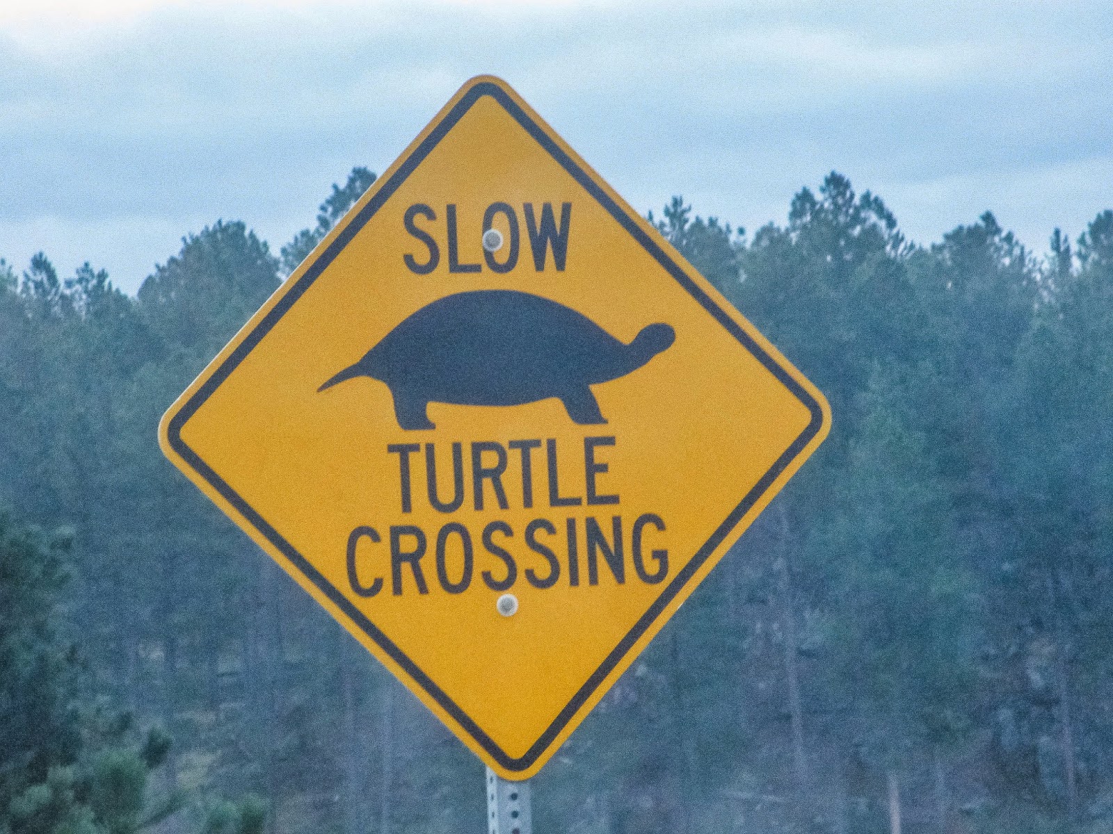 Cannundrums: Animal Signs