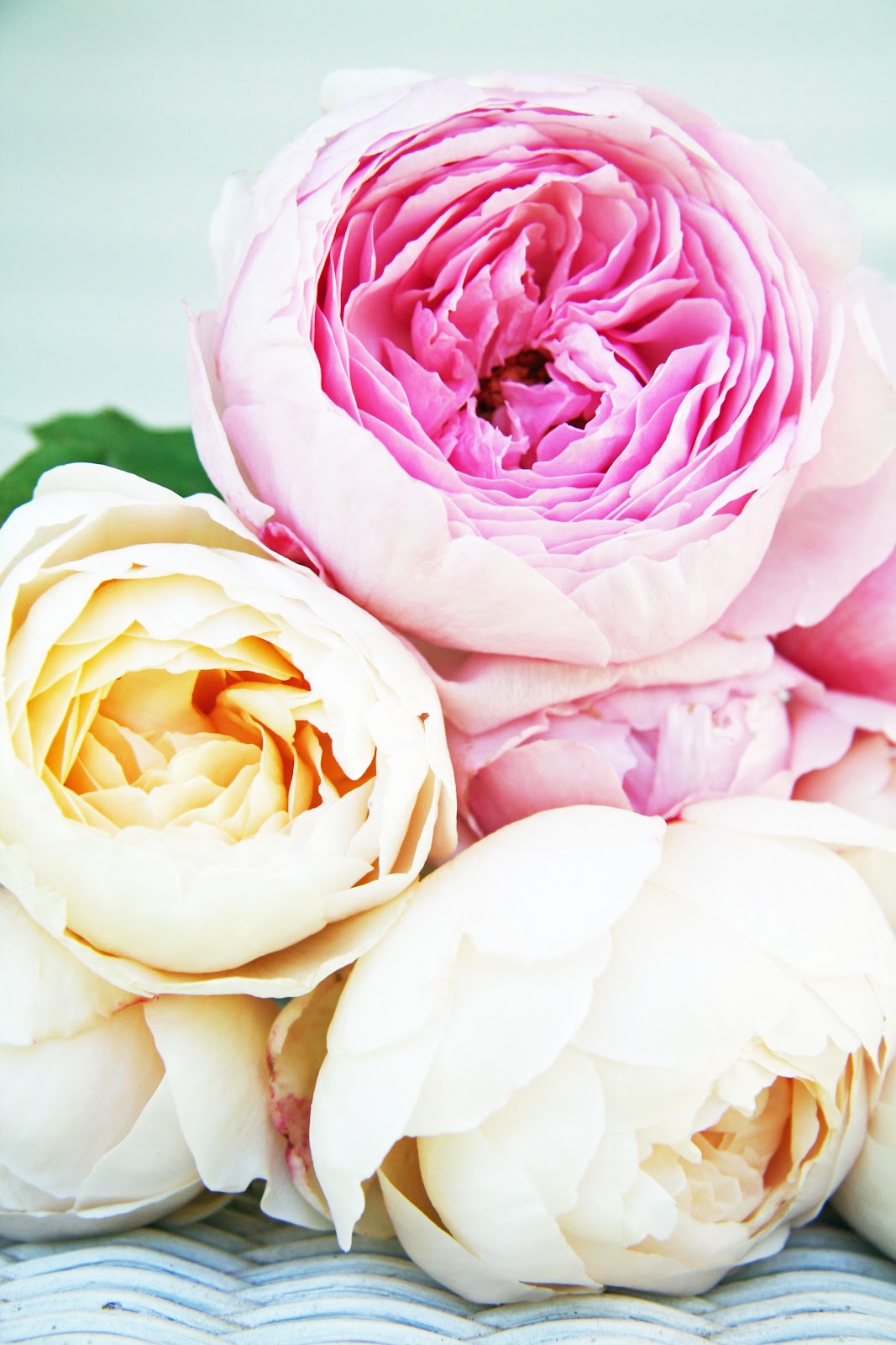 In the Fields : English Roses