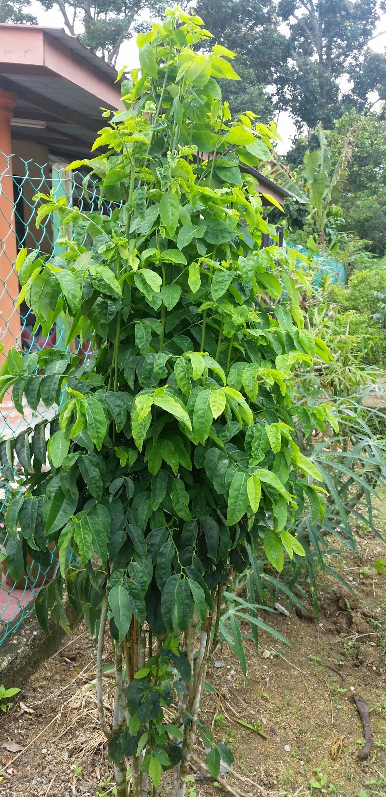 Warisan Petani: Pokok Cekur Manis.