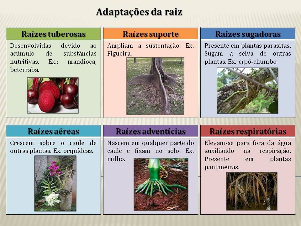 Biologia no João: 2º ano - Raiz