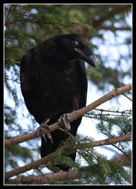 La faune et la flore du Québec en photos: Grand corbeau, Corvus corax