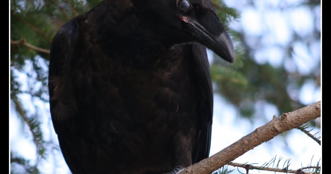 La faune et la flore du Québec en photos: Grand corbeau, Corvus corax