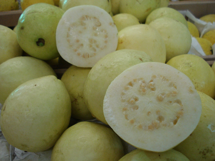 Goiaba - Psidium guajava | Natureza Bela