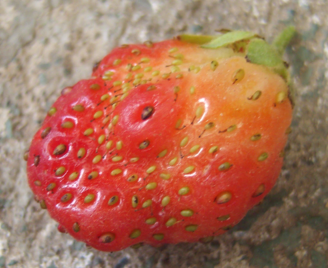 Washington State Spokane Area: Strawberry Seems Strange Fruit on ...