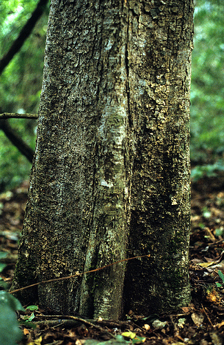 Argentina nativa: Palo lanza (Phyllostylon rhamnoides)