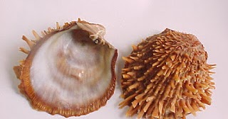 PLAAN : SPONDYLUS