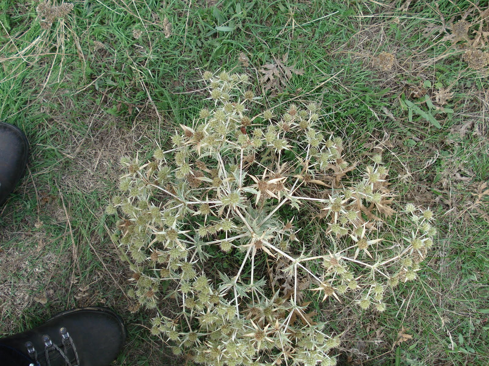 Frumusetile naturii: Scaiul dracului (Eryngium campestre)