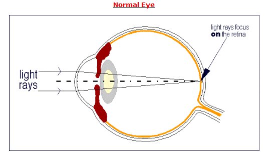Human Eye Diagram And Anatomy Complete With Images | Safe Health Tips