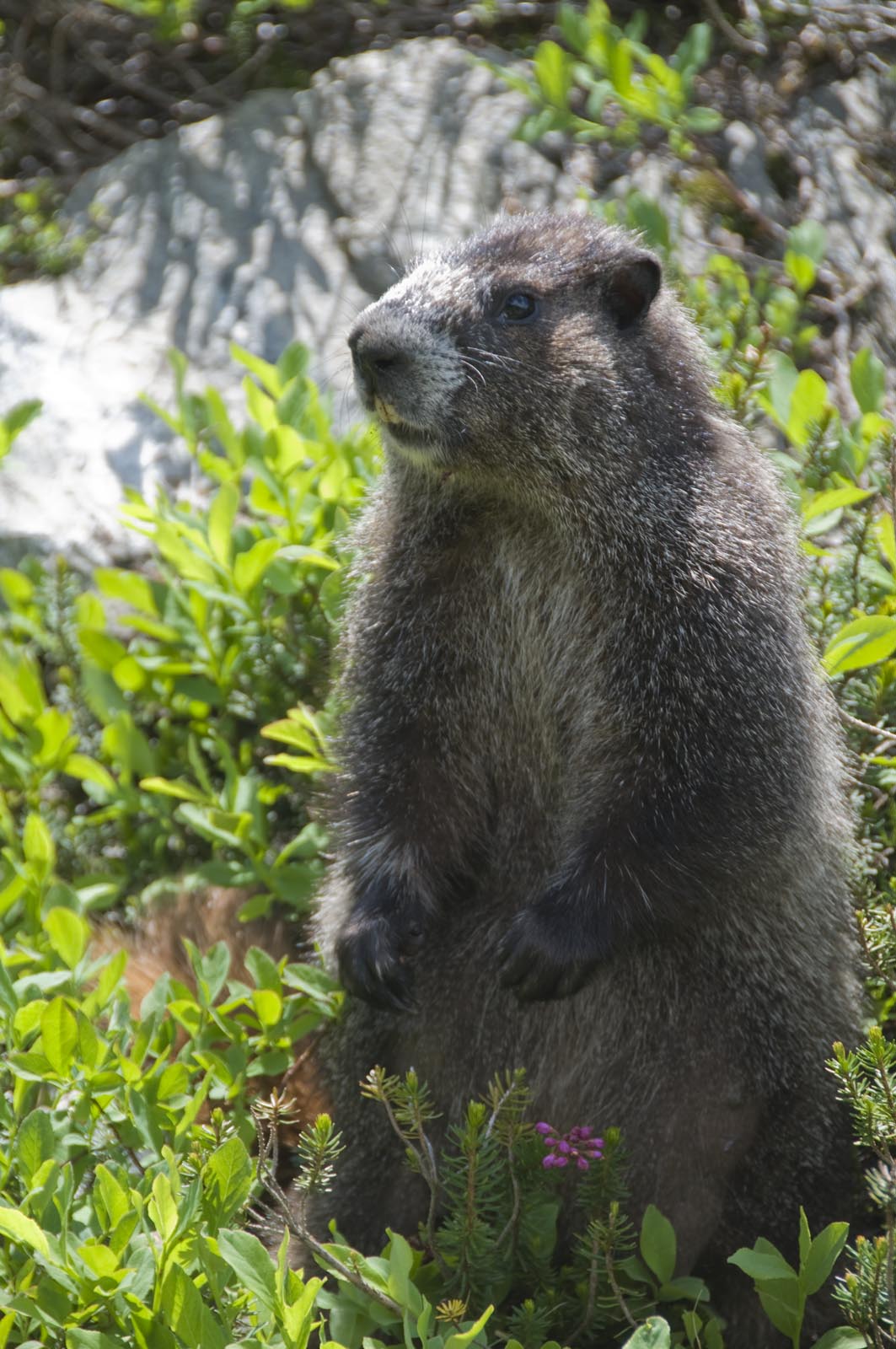 Alasdair Turner Photography: Animals and Birds of Washington's Alpine ...