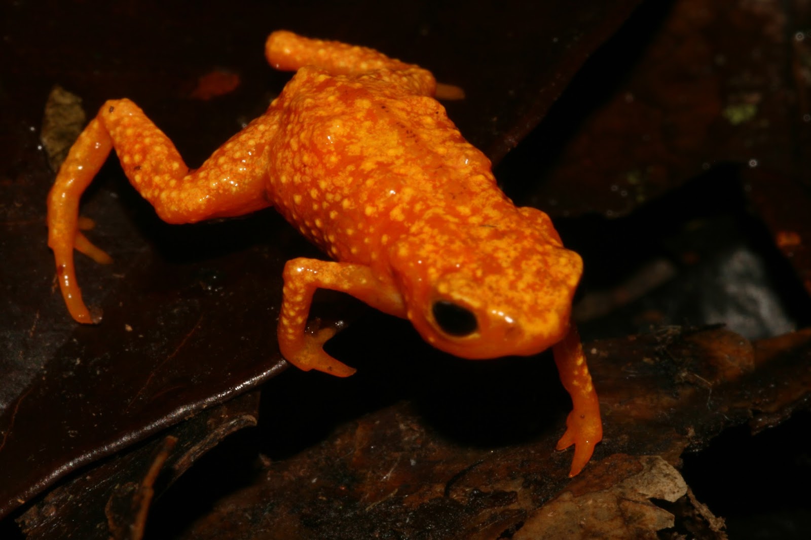 Species New to Science: [Herpetology • 2014] Brachycephalus crispus • A ...