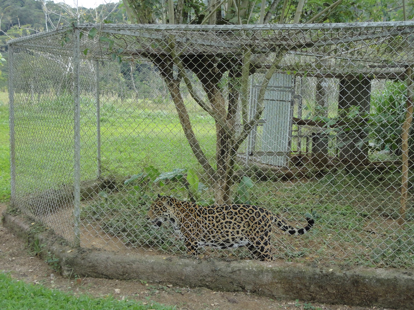 Costa Rica Kisa: Trip to San Carlos to a Costa Rican Zoo/ Rescue Center
