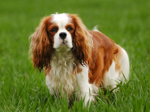 Toy Dog Breeds Pictures and Information