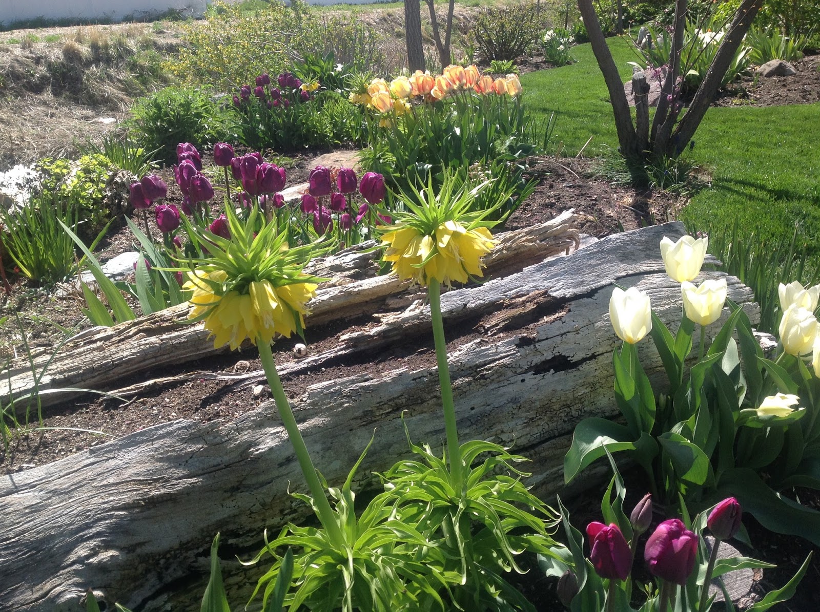 Wilson's Garden: Fall Bulbs-Spring Flowers