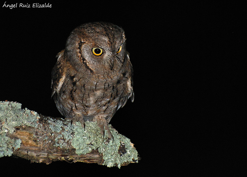 Aves de la Ría de Ajo: Autillo europeo (Otus scops) en Ajo...