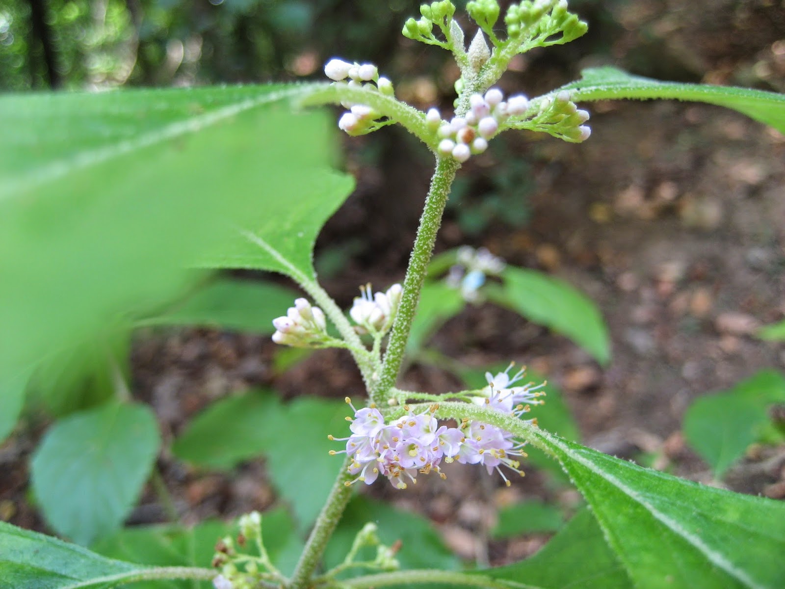 Discovering His Creation: American Beautyberry / French Mulberry ...