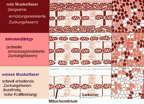 Der Laufgedanke: Von Mitochondrien, Glykogen & Adenosintrisphospat