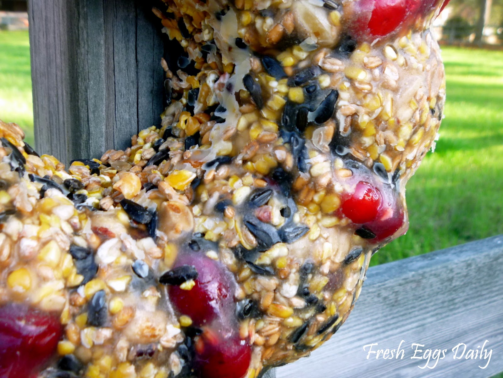 Holiday Treat Wreath for Chickens - Fresh Eggs Daily® with Lisa Steele