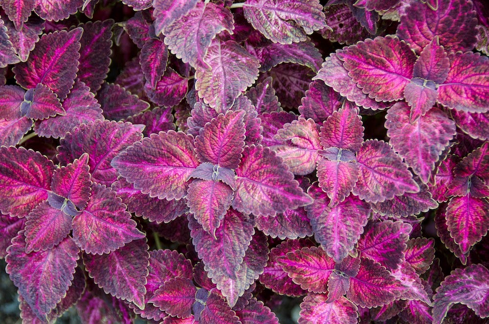 Colleen's Trail Blog: More Coleus Colors