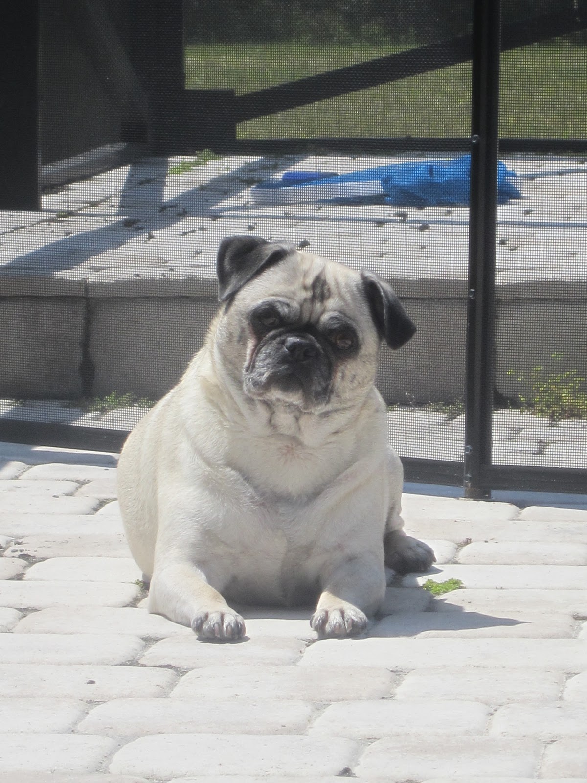 Wild Alaskan Mountain Pug>>>>>>in FLORIDA!
