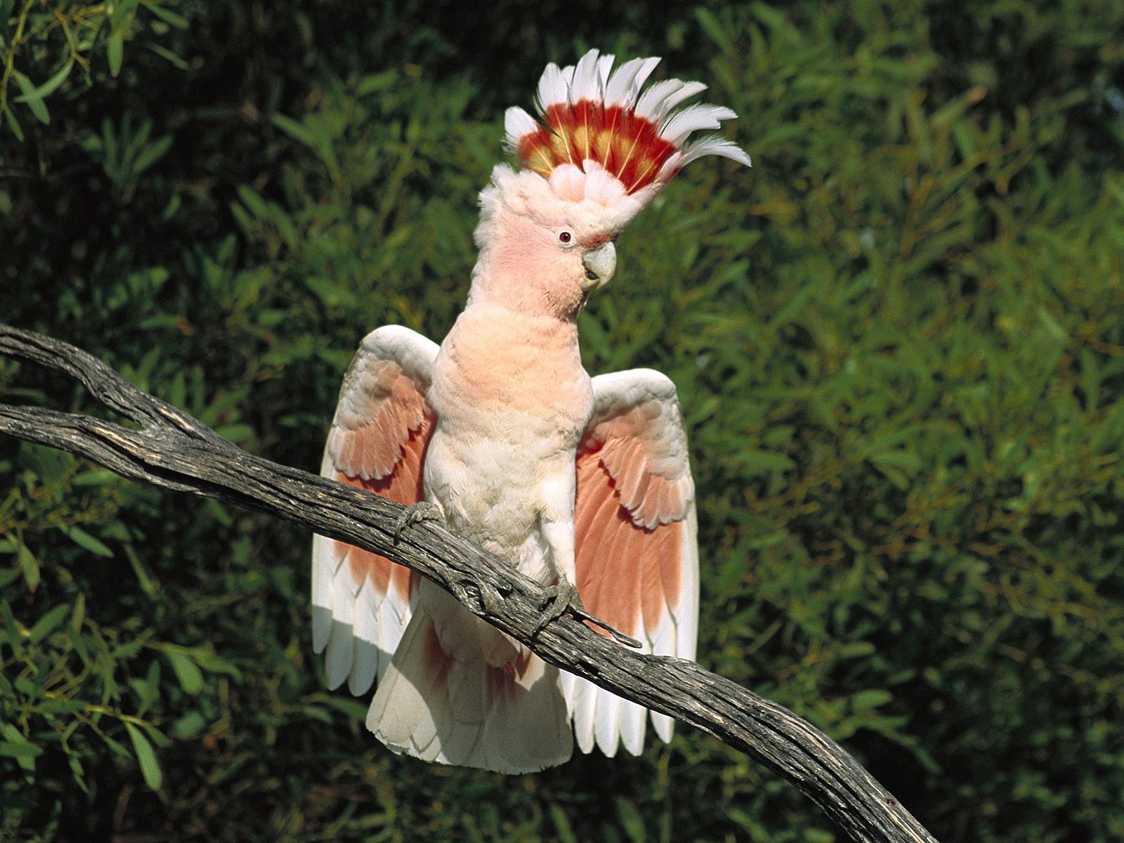 HD Animals: white parrot bird