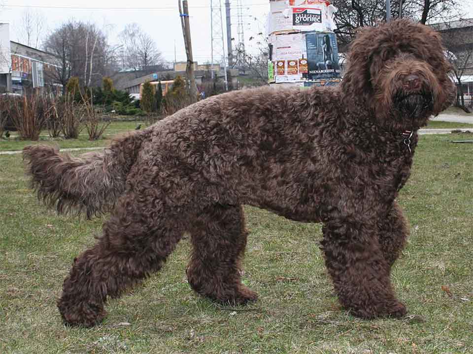 Barbet Dog | Barbet is an Obedient, Sociable, and most Intelligent Dog ...