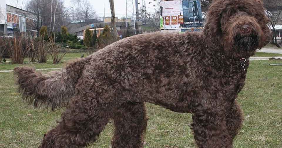 Barbet Dog | Barbet is an Obedient, Sociable, and most Intelligent Dog ...