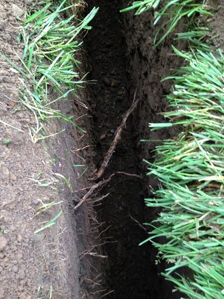 Ealing Golf Course Agronomy Department: These roots need pruning!!!